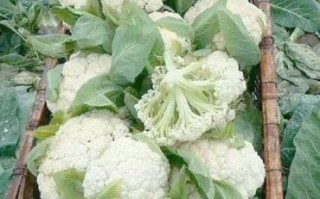 花椰菜是什么科植物_花椰菜和甘蓝区别