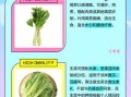 生菜和莴苣有什么区别_哪个更营养