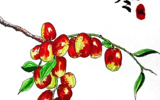 红枣卡通图片怎么画_红枣卡通简笔画教程
