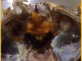 母螃蟹里面黑黑的浆糊是什么_能不能吃
