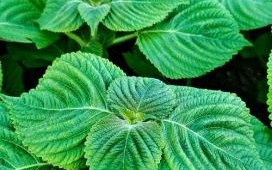 紫苏长什么样_紫苏叶子图片特征