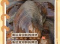 河蚌怎么养才不会死_河蚌在家怎么养