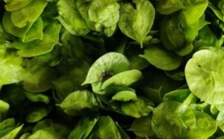 榆钱哪些人不能吃_孕妇能吃吗