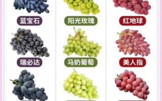 红提子是葡萄吗_红提和葡萄哪个更甜