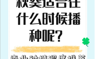 秋葵什么时候播种最好_秋葵种植技术与管理