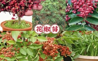花椒树苗怎么选_花椒树苗价格多少钱一棵