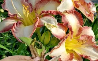 大花萱草怎么养_大花萱草耐寒吗