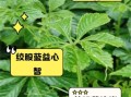 绞股蓝的功效与作用有哪些_绞股蓝能治哪些病