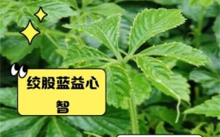 绞股蓝的功效与作用有哪些_绞股蓝能治哪些病