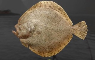 牙鲆和大菱鲆的区别_哪个更好吃