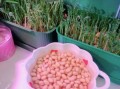 家庭自制黄豆芽的方法_黄豆芽怎么泡发最快