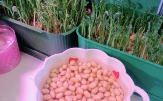 家庭自制黄豆芽的方法_黄豆芽怎么泡发最快