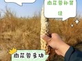 芙蓉肉为什么叫芙蓉_芙蓉肉名字的由来