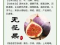 无花果的白汁能治什么_无花果白汁的功效与作用