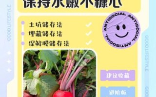 白萝卜怎么保存不糠心_白萝卜可以放冰箱吗