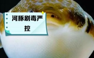 人工养殖的河豚有毒吗_如何安全食用