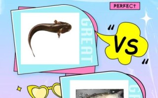 鲇鱼读音是什么_鲇鱼与鲶鱼区别