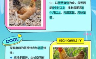 麻鸡是什么_麻鸡和土鸡的区别 麻鸡是什么_麻鸡和土鸡的区别