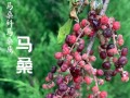 马桑果图片_马桑果有毒吗