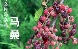 马桑果图片_马桑果有毒吗