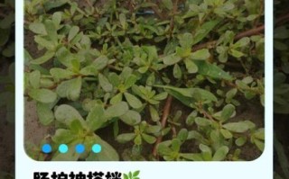 马齿苋煮水坐浴的功效_多久见效