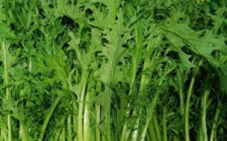 雪里红是什么菜_雪里红图片长什么样