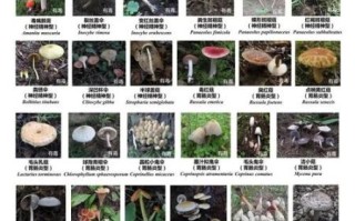 野生蘑菇图片识别大全_如何区分有毒与可食用