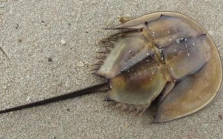 中华鲎人工养殖基地在哪里_中华鲎人工养殖技术难点