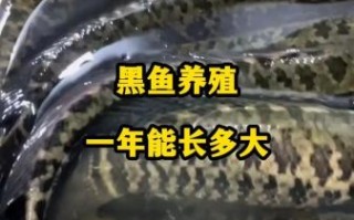 黑鱼养殖技术大全_黑鱼养殖常见问题