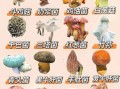 野生蘑菇种类大全_如何安全识别可食用品种