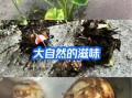 芋头放久了发芽能吃吗_芋头发芽有毒吗
