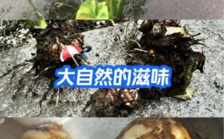 芋头放久了发芽能吃吗_芋头发芽有毒吗