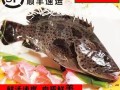 老虎斑和龙胆鱼的区别_哪个更贵更好吃