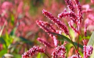 辣蓼草酒曲配方_辣蓼草做酒曲比例是多少