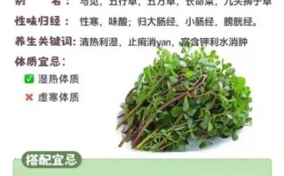 马齿苋能治白发吗_马齿苋治白发的正确用法