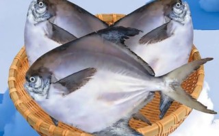 银鲳鱼好吃吗_银鲳鱼口感怎么样