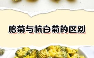 杭白菊和胎菊的区别_哪个更适合日常饮用