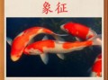 锦鲤养几条最吉利_风水数量怎么选