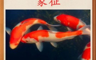 锦鲤养几条最吉利_风水数量怎么选
