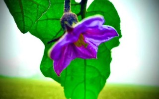 胡茄花长什么样_胡茄花有毒吗