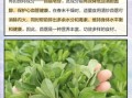 苜蓿菜一斤多少钱_苜蓿菜价格受哪些因素影响