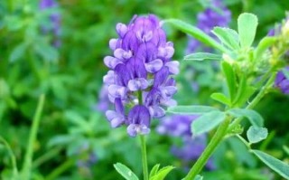 紫苜蓿草图片怎么识别_紫苜蓿草和紫花苜蓿区别