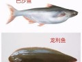 巴沙鱼和龙利鱼有什么区别_哪个更适合宝宝吃