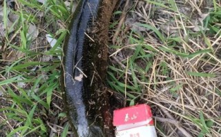 活黑鱼怎么挑选_活黑鱼图片怎么看新鲜