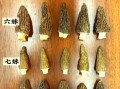 羊肚菌菇怎么挑选_羊肚菌菇图片真假对比