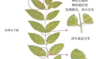 刺槐和国槐的区别_如何一眼分辨