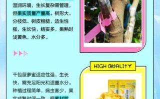 菠萝蜜干包和湿包的区别_哪个更好吃