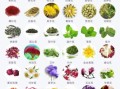 花茶有哪些种类_花茶图片大全及功效