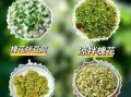 红洋槐花能吃吗_红槐花怎么吃才安全