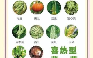 蔬菜种类名称大全_哪些蔬菜适合新手种植